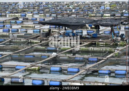 GHANA, Asutsuare, Volta river, Tilapia fish breeding farm of chinese ...
