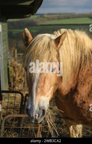 Close up of a Haflinger pony eating hay on winter day England UK Stock ...