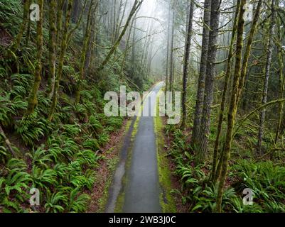 Trees, ferns, and other vegetation line the scenic Banks Vernonia trail ...