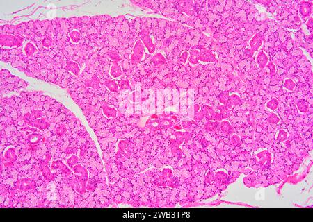 Human salivary gland showing acini, parenchyma and secretory ducts. X75 ...