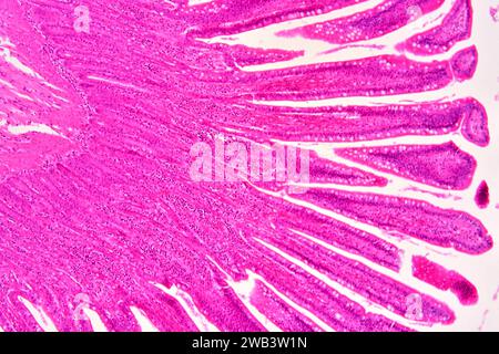 Small intestine, light micrograph Stock Photo - Alamy