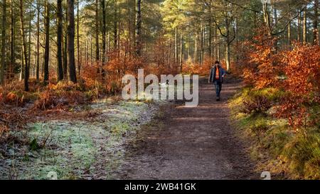 Winter walking in Beacon Wood, Penrith, Cumbria, UK Stock Photo - Alamy