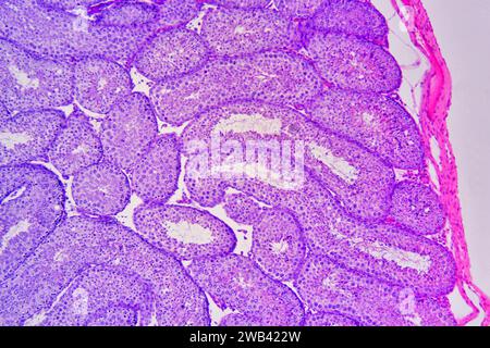Rabbit testicle showing from right to left: parietal layer with adipose ...