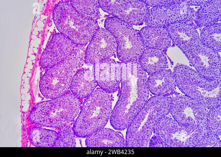Rabbit testicle showing from right to left: parietal layer with adipose ...