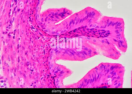 Falopian tube showing from outer (left) to inner: serosa, subserosa ...