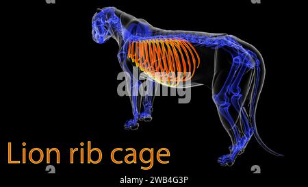 Lion skeleton vertebrae anatomy for medical concept 3D illustration ...