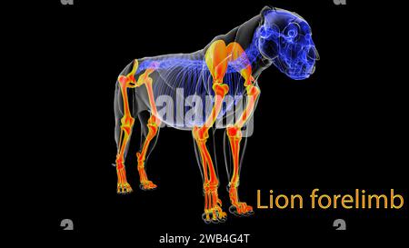 Lion skeleton vertebrae anatomy for medical concept 3D illustration ...