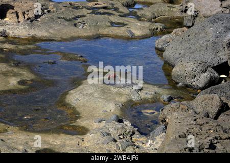Rock pools with crabs, El Cotillo, Fuerteventura, Canary Islands, Spain ...