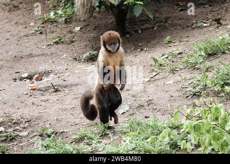 Golden-bellied capuchins or buffy-head capuchins (Sapajus xanthosternos ...