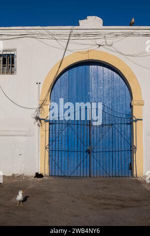 Seagull in front of the old Moroccan town of Essaouira Stock Photo - Alamy
