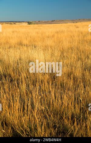 Prairie grassland, Treasure County, Montana Stock Photo - Alamy