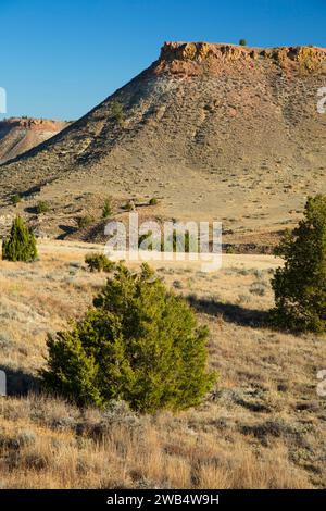 Terry Badlands juniper, Terry Badlands Wilderness Study Area, Montana ...