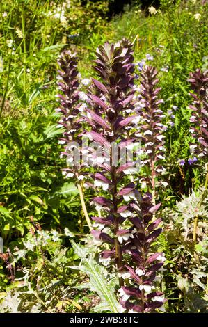 Acanthus spinosus Bears Breeches a spinosissimus A architectural clump ...