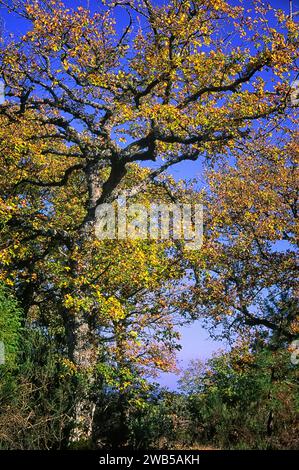 Downy oak (Quercus pubescens), Fagaceae. Deciduous tree. wild plant ...