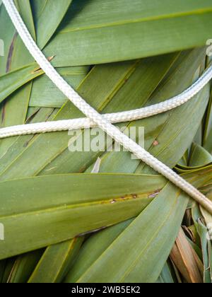 Palm leaves tied with ropes. Gardening. Safety of the plant from the ...