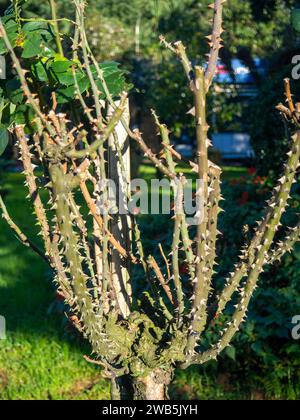 Thorn rose vertical. Trimmed rose bush. Close-up part of thorn bush ...