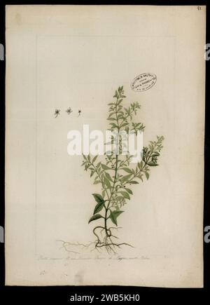 Scoparia dulcis L Scoparia dulcis L Stock Photo - Alamy