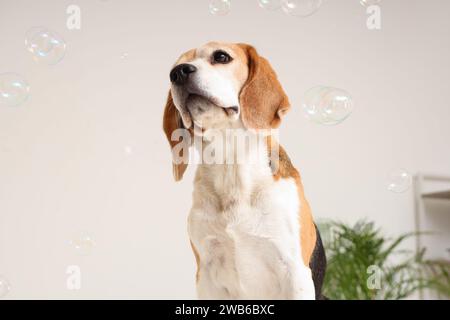 Cute Beagle dog in grooming salon Stock Photo - Alamy
