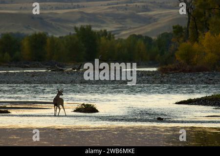 Deer crossing Yellowstone River, Sheep Mountain Fishing Access Site ...