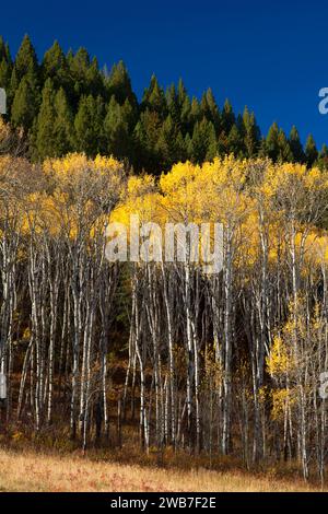Quaking Aspen (Populus tremuloides) forest in spring, Gunnison National ...