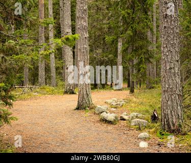 Airy and light forest, path, roots, and pine trees. Strong trunks and ...