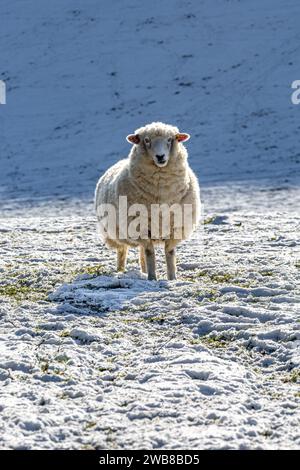 Sheep on Ditchling Beacon in the South Downs, with low cloud in the ...