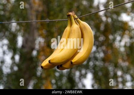 Bananas, hanging on the black rope against the background of sky ...