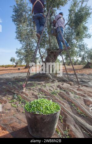 Basket of mediterranean green olives Stock Photo - Alamy