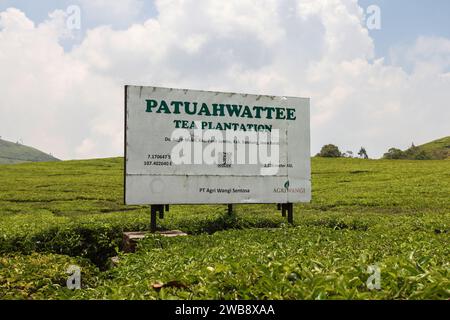 The tea plantations in Ciwidey, West Java in Indonesia Stock Photo - Alamy