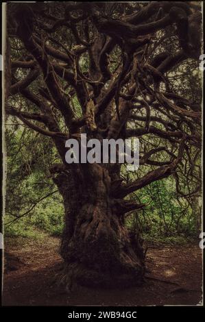 Spooky looking yew tree with gnarled and twisted branches with grunge ...