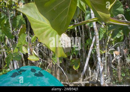 Slender-legged tree frog (Osteocephalus yasuni). This species of frog ...
