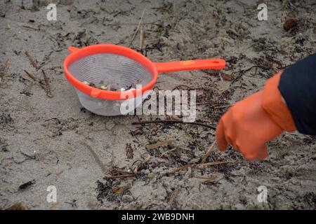 The volunteers to collect the pellets on the beaches of Galicia use ...