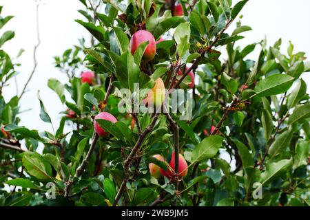 Malang Indonesia organic apples hanging on a tree branch in an apple ...