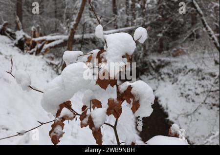Tutzing, Bayern, Deutschland 09. Januar 2024: Ein Wintertag in Tutzing ...
