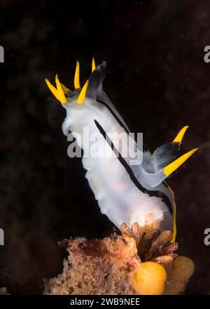 A Crowned nudibranch (Polycera capensis) underwater on the reef with ...