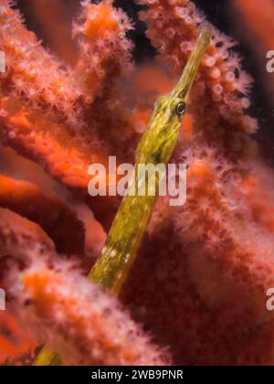 Longsnout pipefish (Syngnathus temminckii) underwater with light and ...
