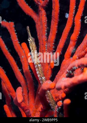 A Longsnout pipefish (Syngnathus temminckii) underwater hiding in a sea ...