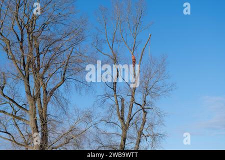 Tree surgeon working high up in a large tree with blue sky behind Stock ...