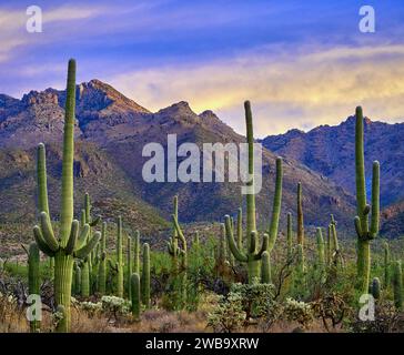 The iconic saguaro cacti stand tall amidst a desert landscape, their ...