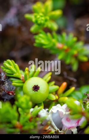 Crowberry, also known as blackberry, in its green phase before ripening ...