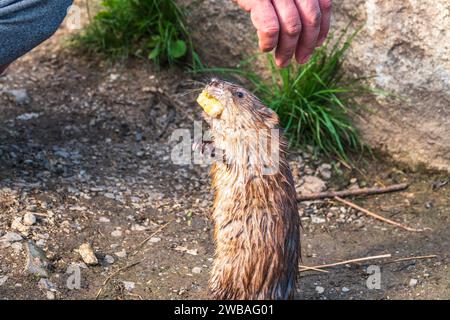Muskrat eats bread from human hand. Human hand is feeding Muskrat ...