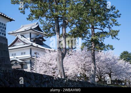 Kanazawa Castle with cherry blossom, a large, partially-restored ...