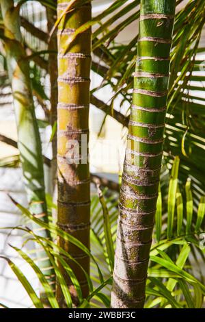 Patterns in the bark of a palm tree Stock Photo - Alamy
