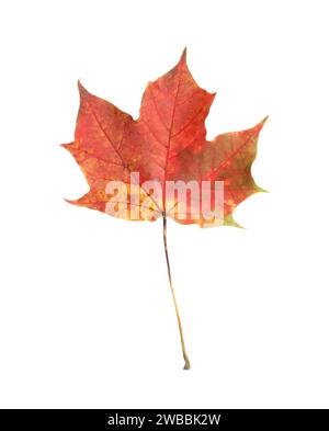 One maple leaf isolated on white. Autumn season Stock Photo - Alamy