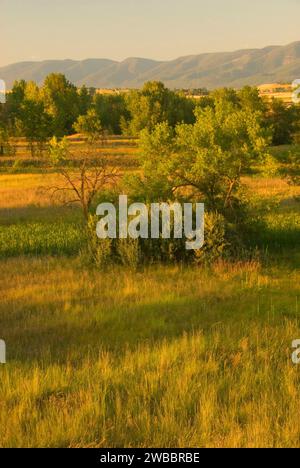 Grassland view, Pablo National Wildlife Refuge, Montana Stock Photo - Alamy