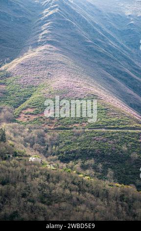 A huge deciduous beautiful tree with a small trees on the horizon Stock ...
