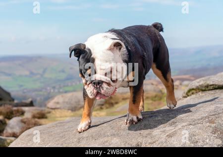 Brave English bulldogs on top of a mountain, going for a walk in the ...