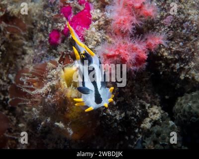 A Crowned nudibranch (Polycera capensis) underwater on the reef with ...
