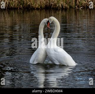 A pair of mute swans displaying courtship behaviour. The swans have ...