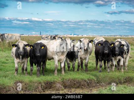 Beef cattle, Southport, Lancashire, UK Stock Photo - Alamy